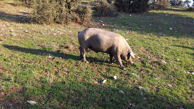 Le porc ibérique – LE BELLOTA
